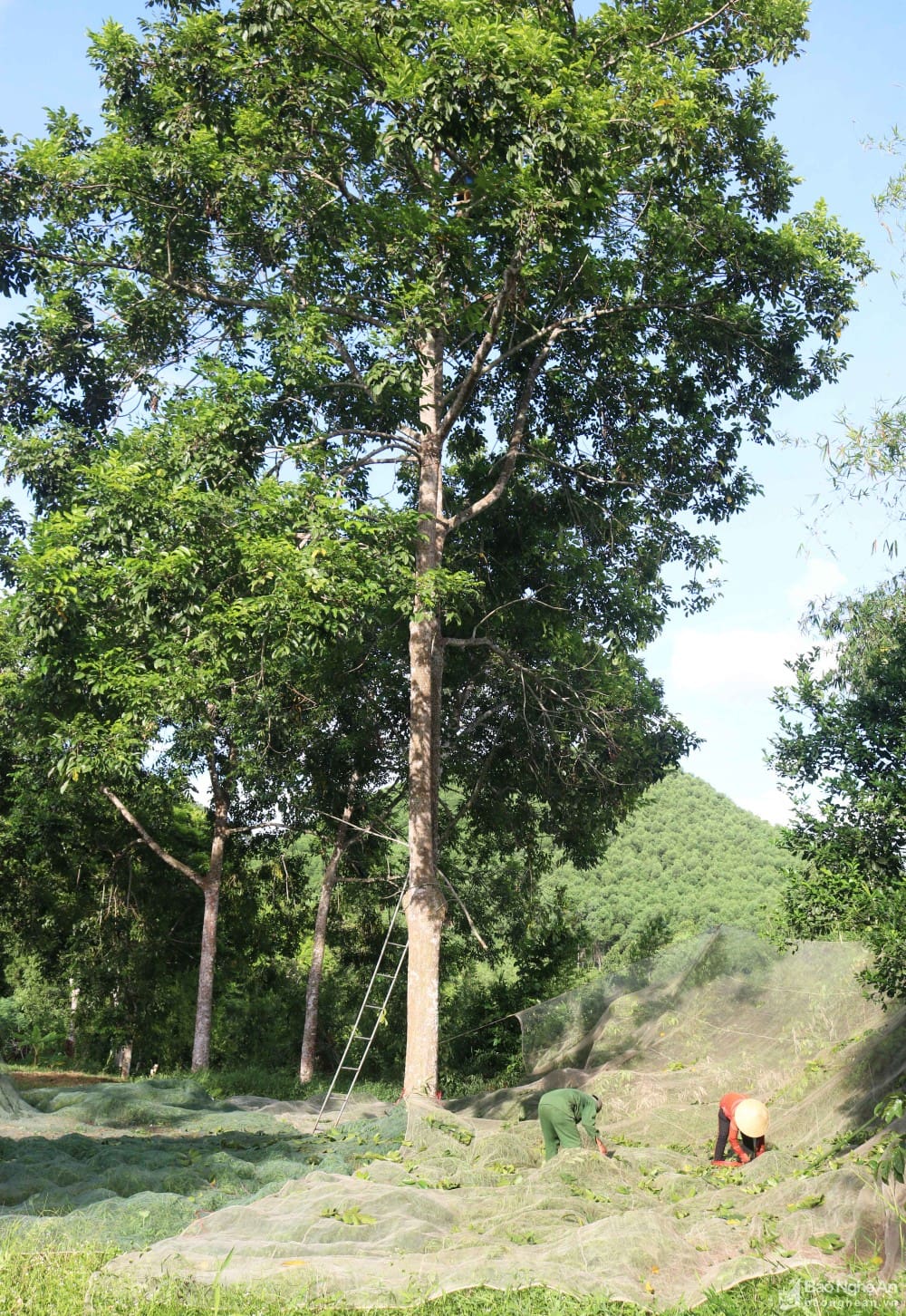 Trám trắng - Đặc điểm và công dụng của gỗ - Thư Viện Gỗ