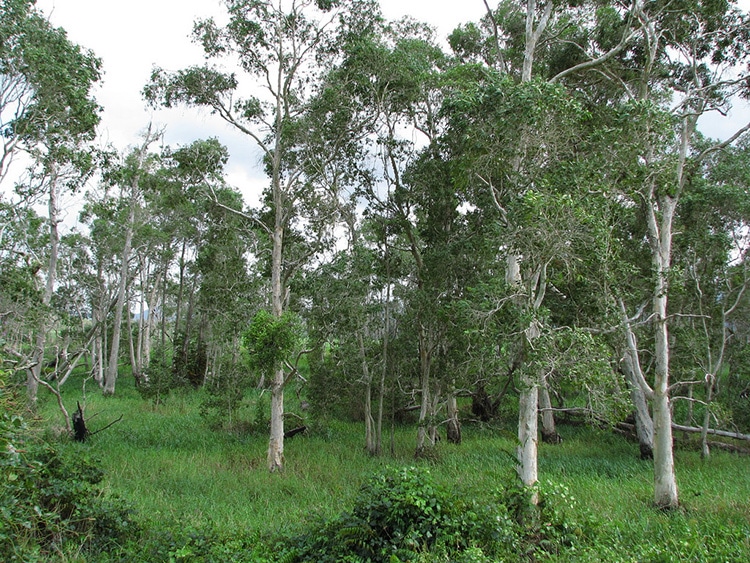 Gỗ Tràm - Đặc điểm và công dụng của gỗ