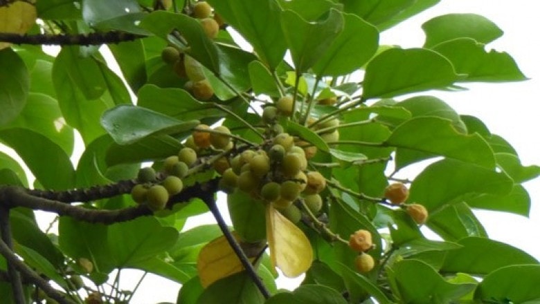 Gỗ Vạng - Đặc điểm và công dụng của gỗ